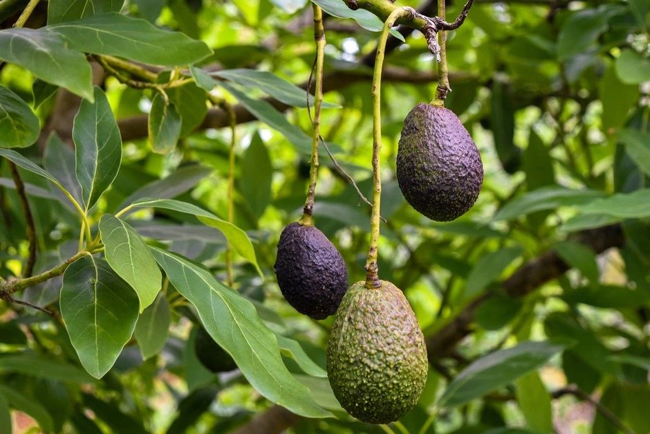 EVacado and the symbolism of the Avocado tree.