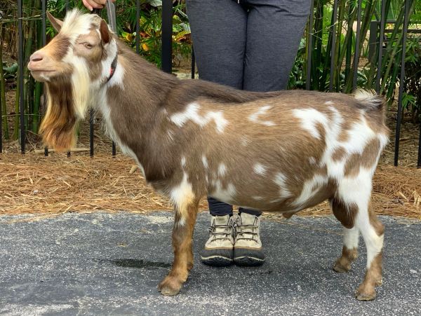 P&J's Looney Bin Farm. Nigerian Dwarf Goats Naples, FL - Nigerian Dwarf ...