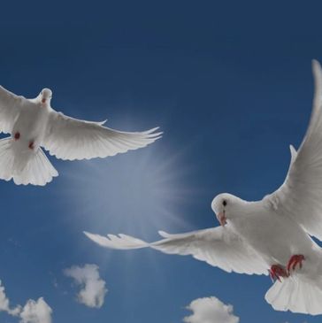 Beautiful Wedding Doves Services