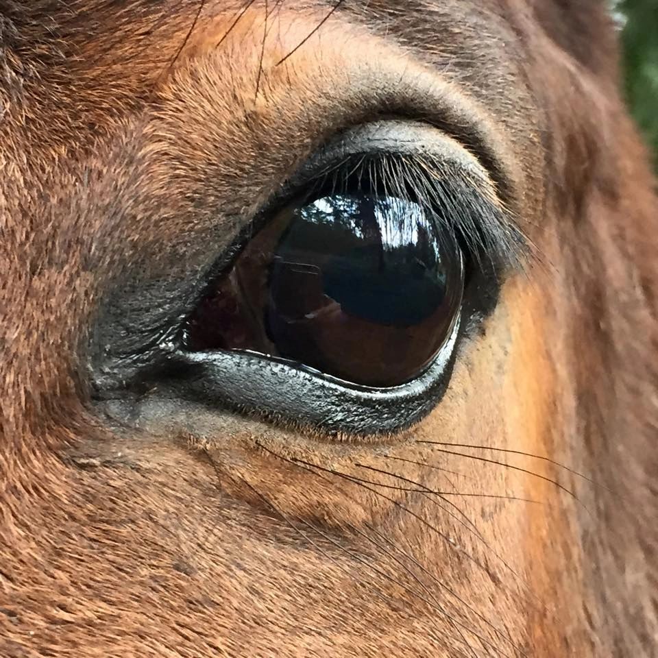 Black Dawg Farm and Sanctuary