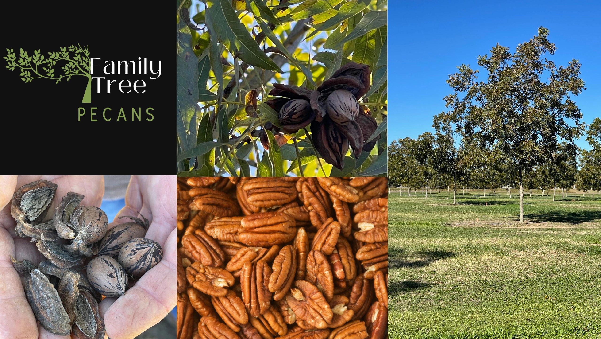 Family Tree Pecans