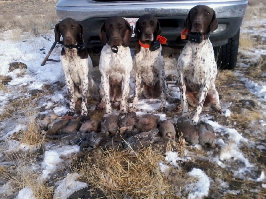 Moon Valley Ranch Kennels - German Shorthaired Pointer, Hunting Dog GSP ...