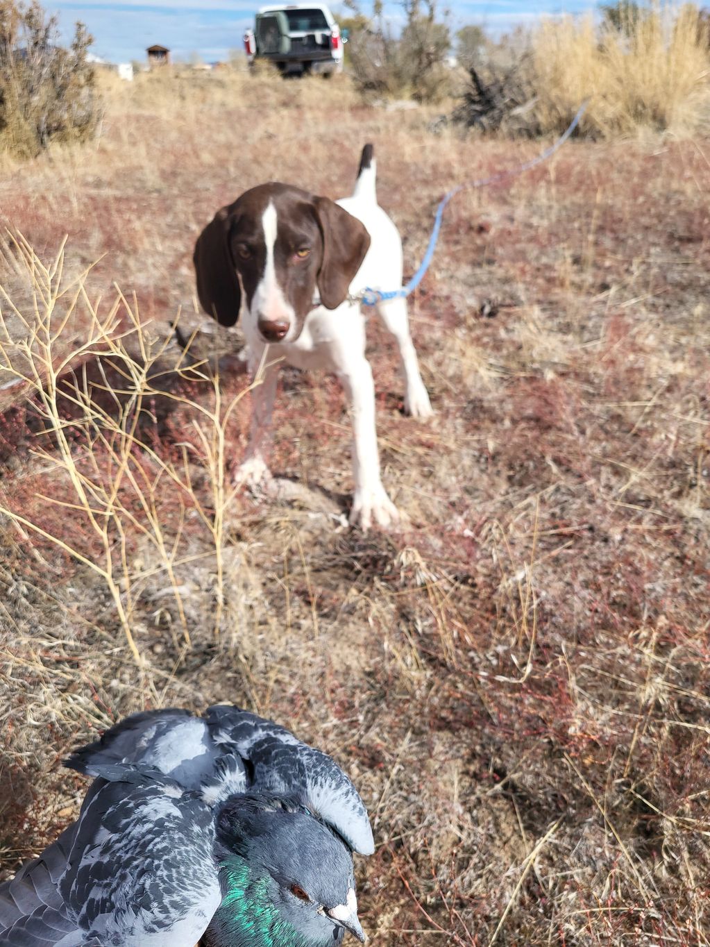 Moon Valley Ranch Kennels - Moonvalley Ranchkennel, Ranch Kennel ...