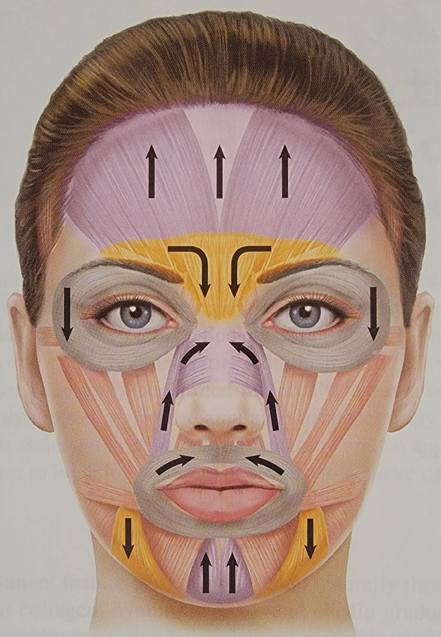 Muscle Anatomy Botulinum Toxin