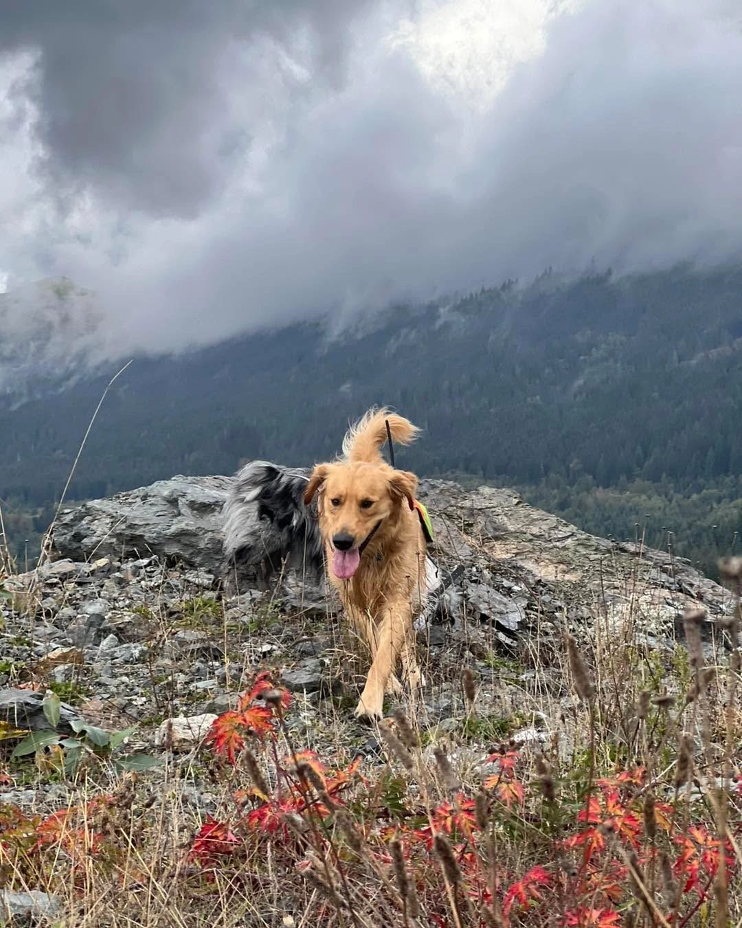 OFF LEASH HIKES