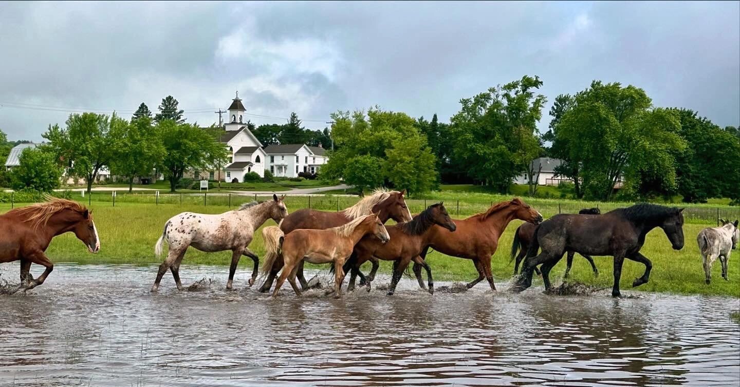 About | Hooves of my Heart Equine Rescue Ltd.