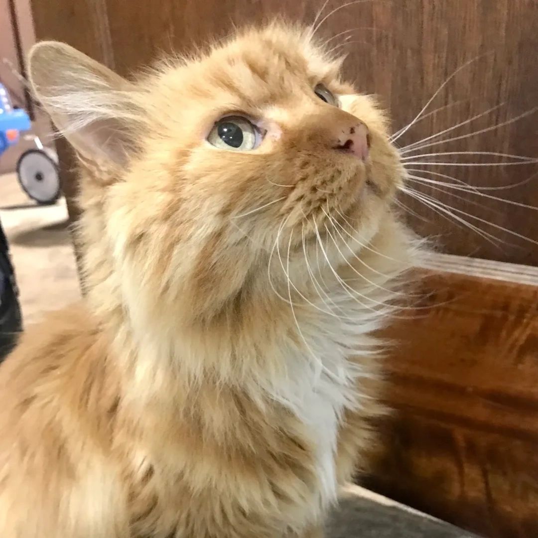 Angus & Friends Cat Rescue