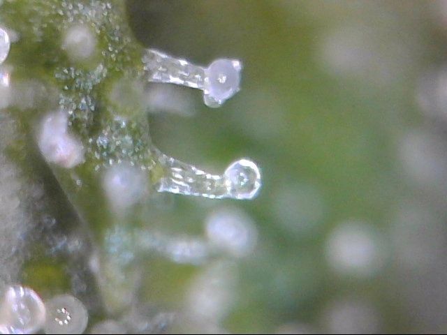 Gold Star Oil Corporation