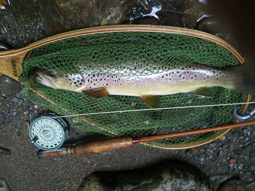 Hal's Cane Excursions