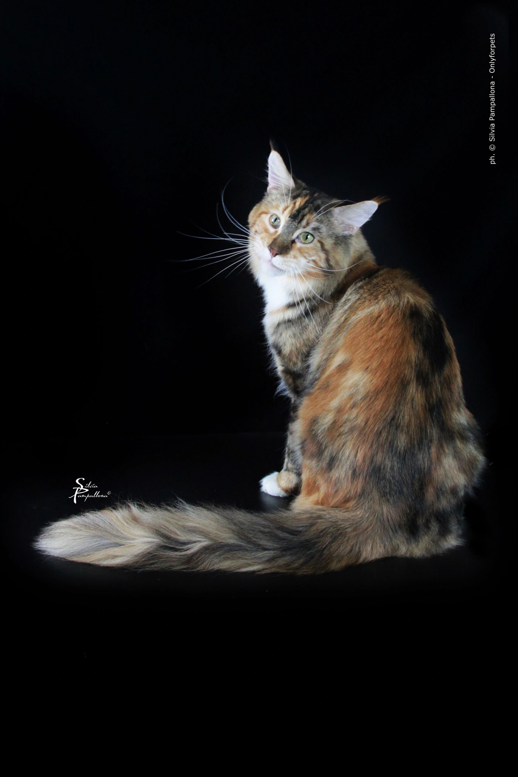 Meet Dawntreader Texas Calboy, an intersex chimera male calico cat who ...