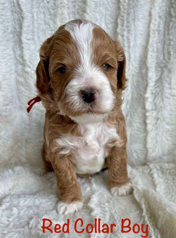 Slate Ridge Australian Labradoodles - Labradoodles, Puppies