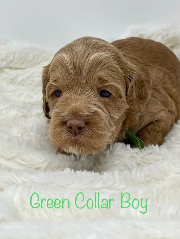 Slate Ridge Australian Labradoodles - Labradoodles, Puppies