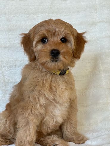 Slate Ridge Australian Labradoodles - Labradoodles, Puppies