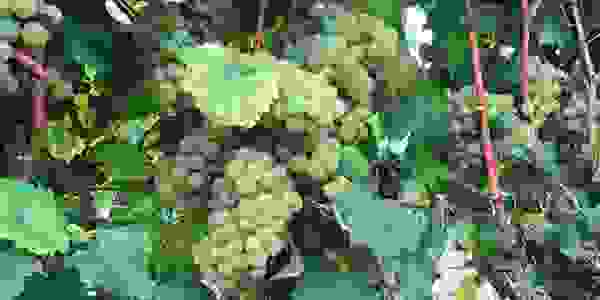 Heringer Estates - Bulk Wine, Winery, Grapes | Heringer Estates