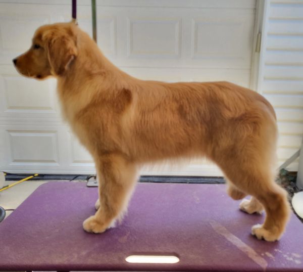Dynasty Golden Retrievers - Golden Retriever, Show Dogs, Confirmation