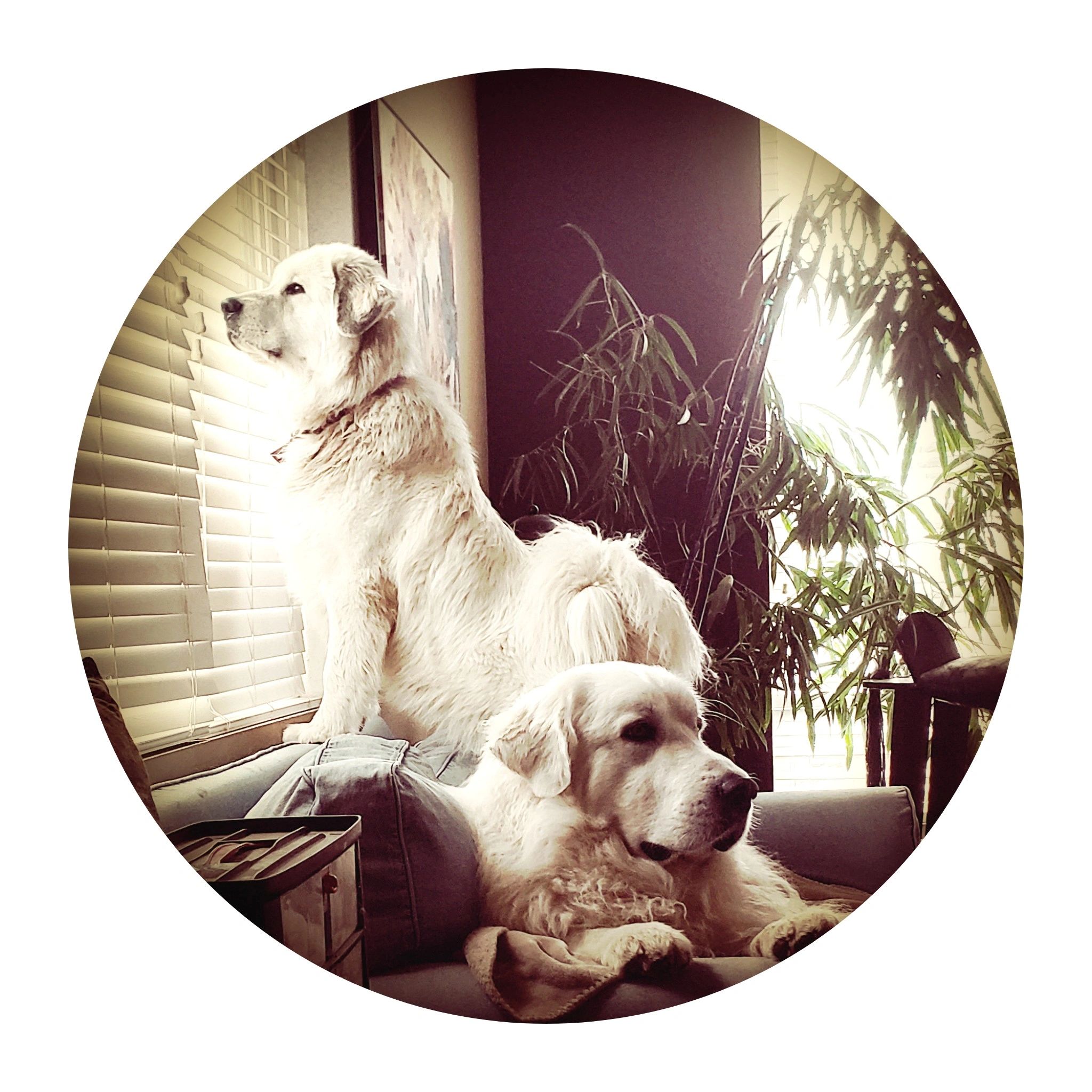 Rusty Horse Ranch Pyrenees