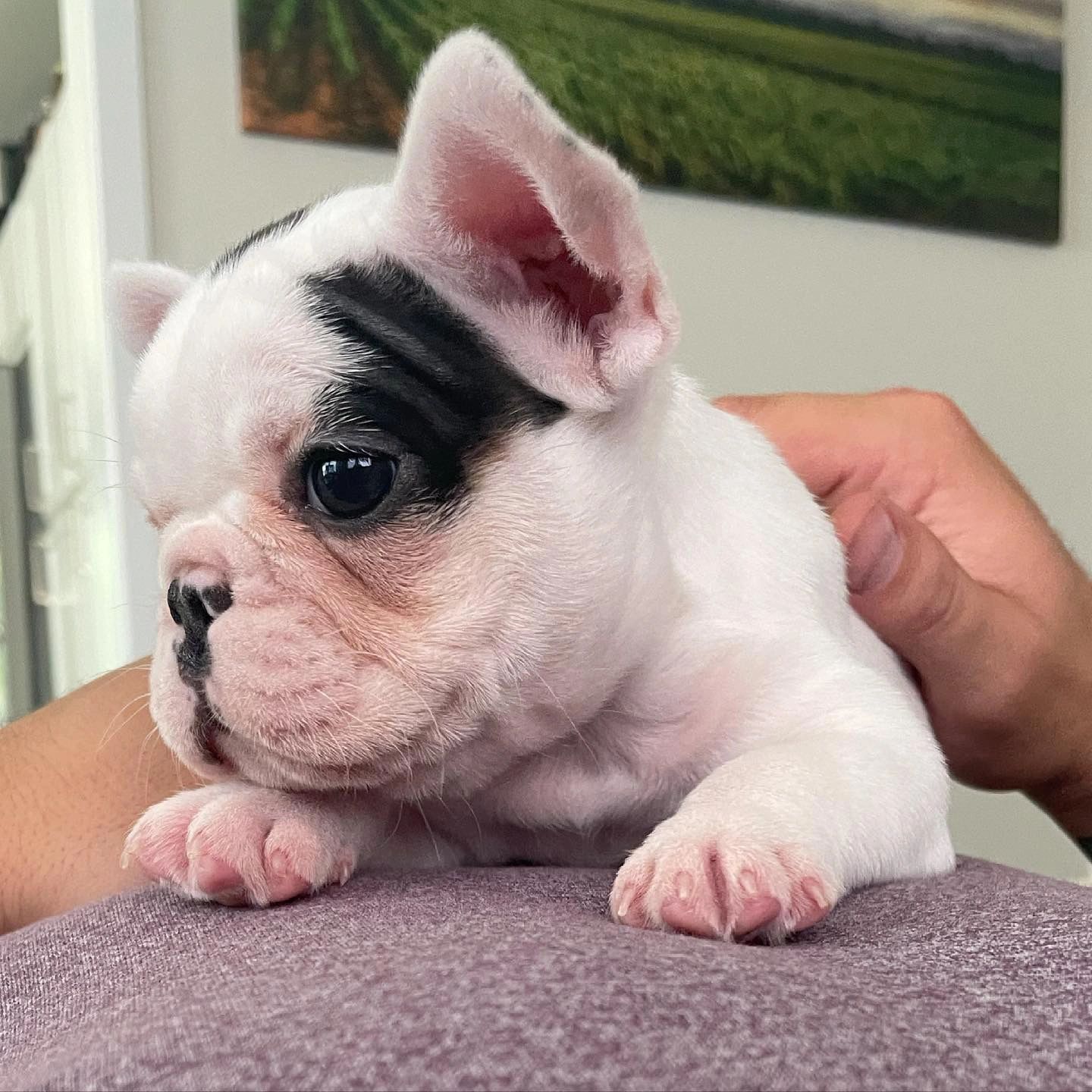 Russian River Frenchies - French Bulldog Puppies, Breeder