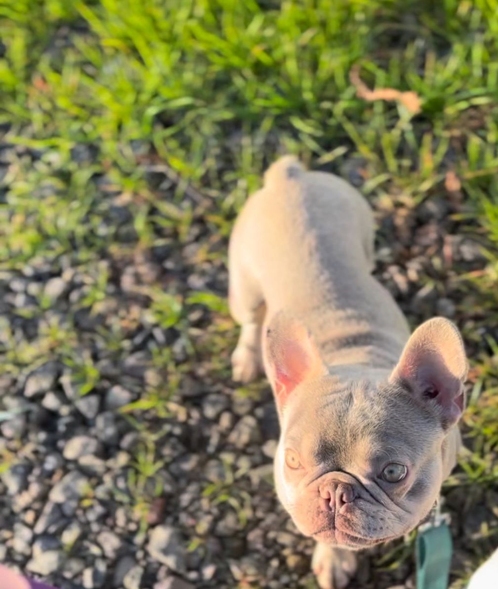 Russian River Frenchies - French Bulldog Puppies, Breeder