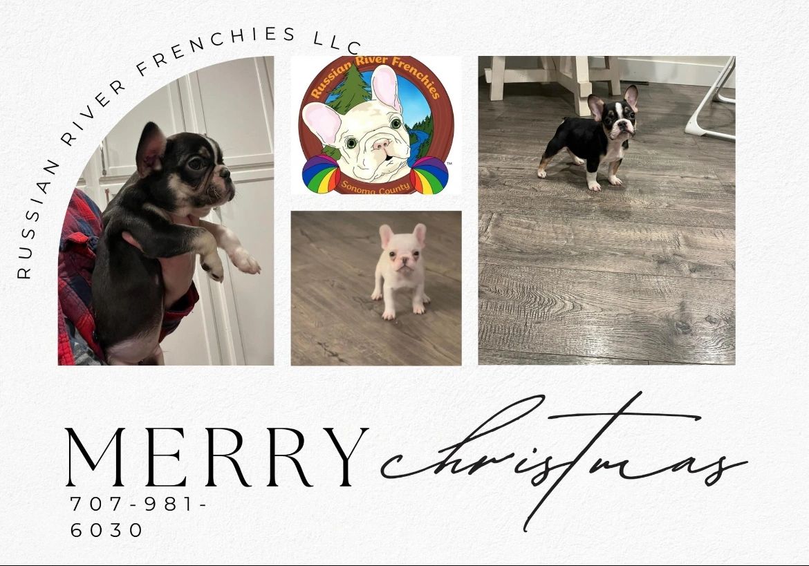 Russian River Frenchies - French Bulldog Puppies, Breeder