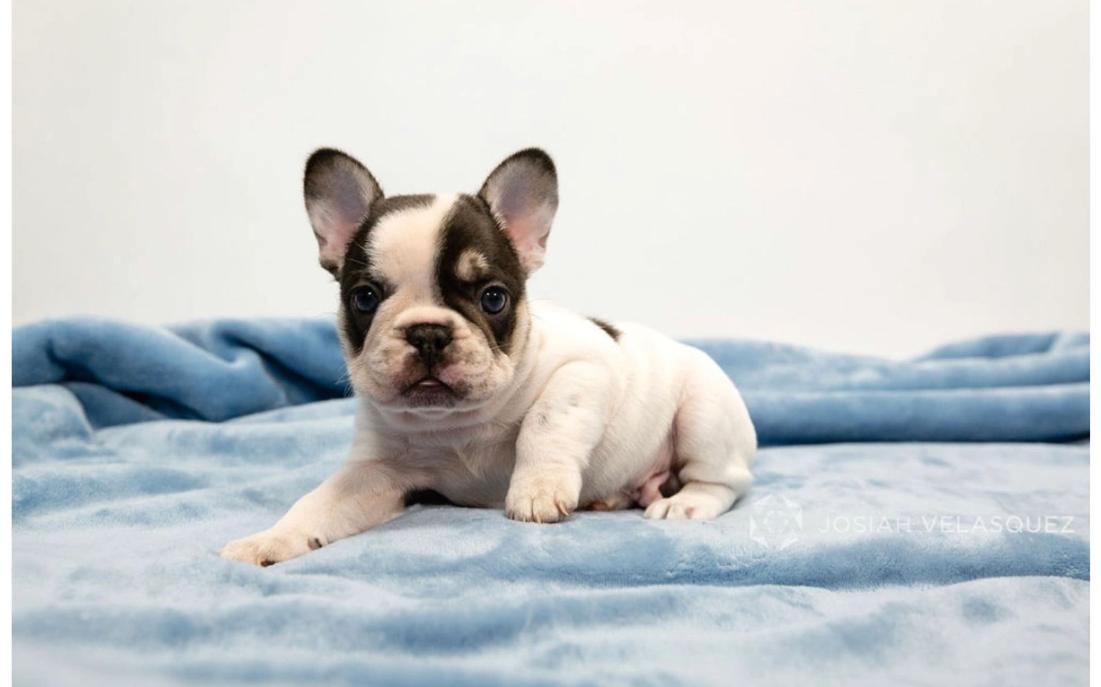Russian River Frenchies - French Bulldog Puppies, Breeder