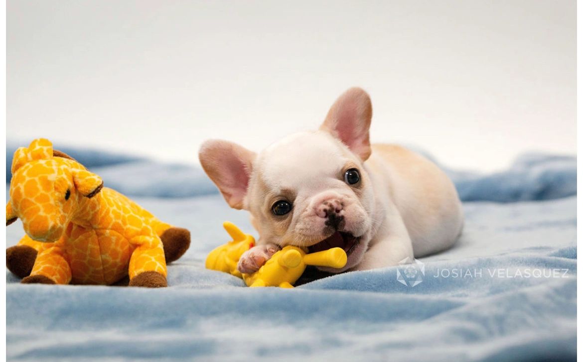Russian River Frenchies - French Bulldog Puppies, Breeder