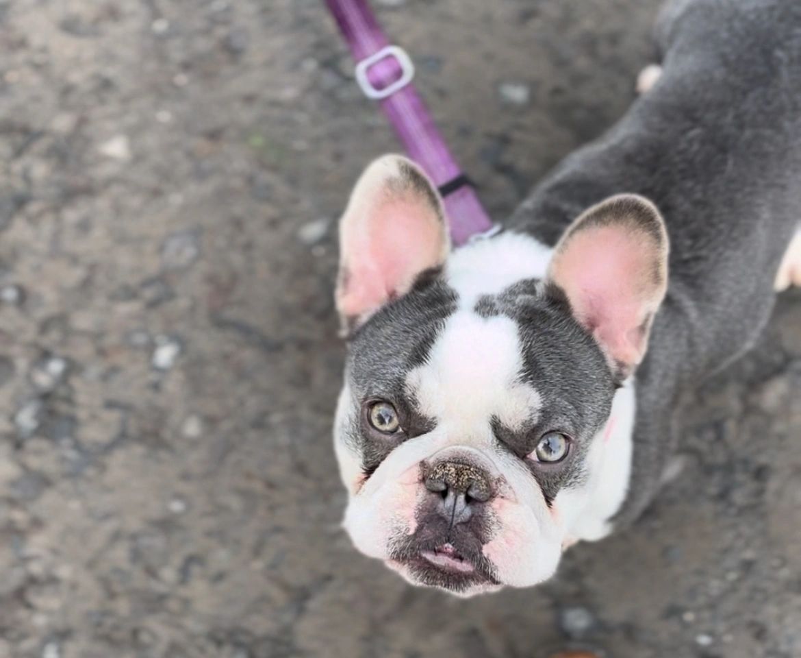 Russian River Frenchies - French Bulldog Puppies, Breeder