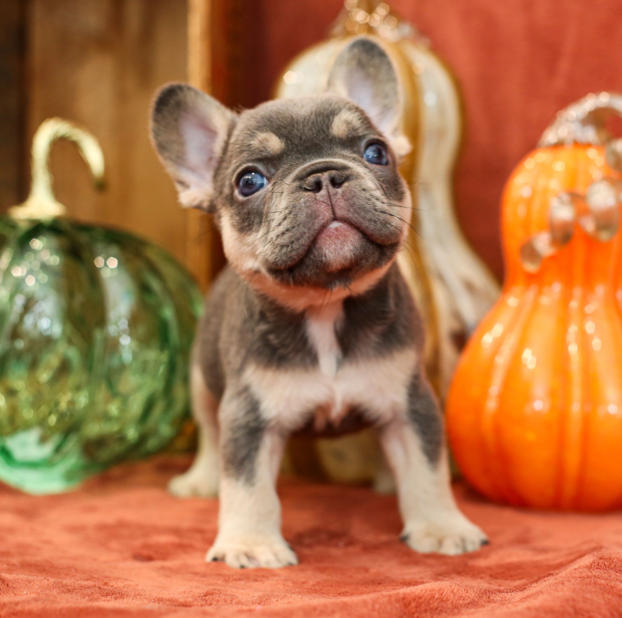 Russian River Frenchies - French Bulldog Puppies, Breeder