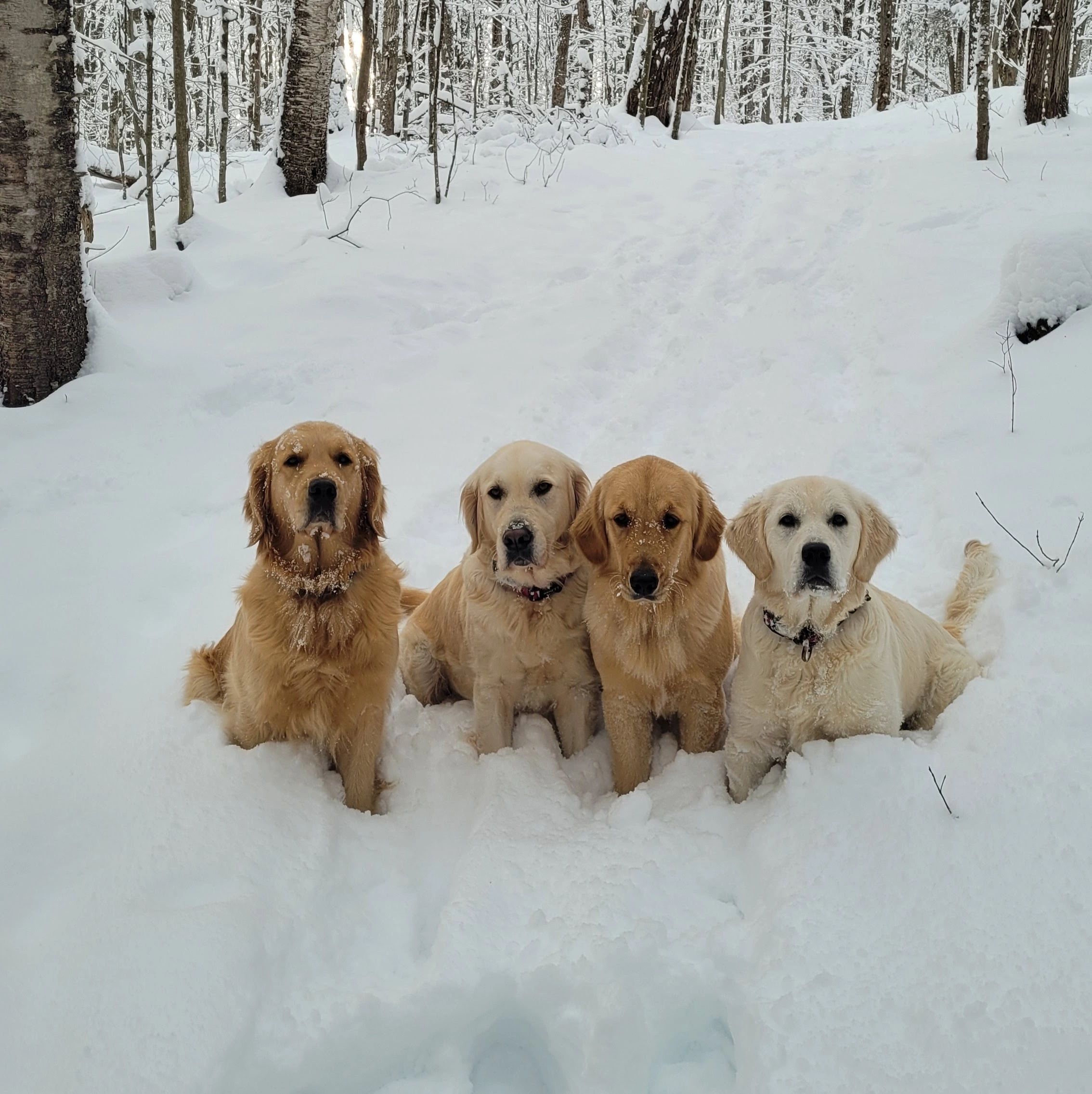 Home [setherwoodgoldenretrievers.com]