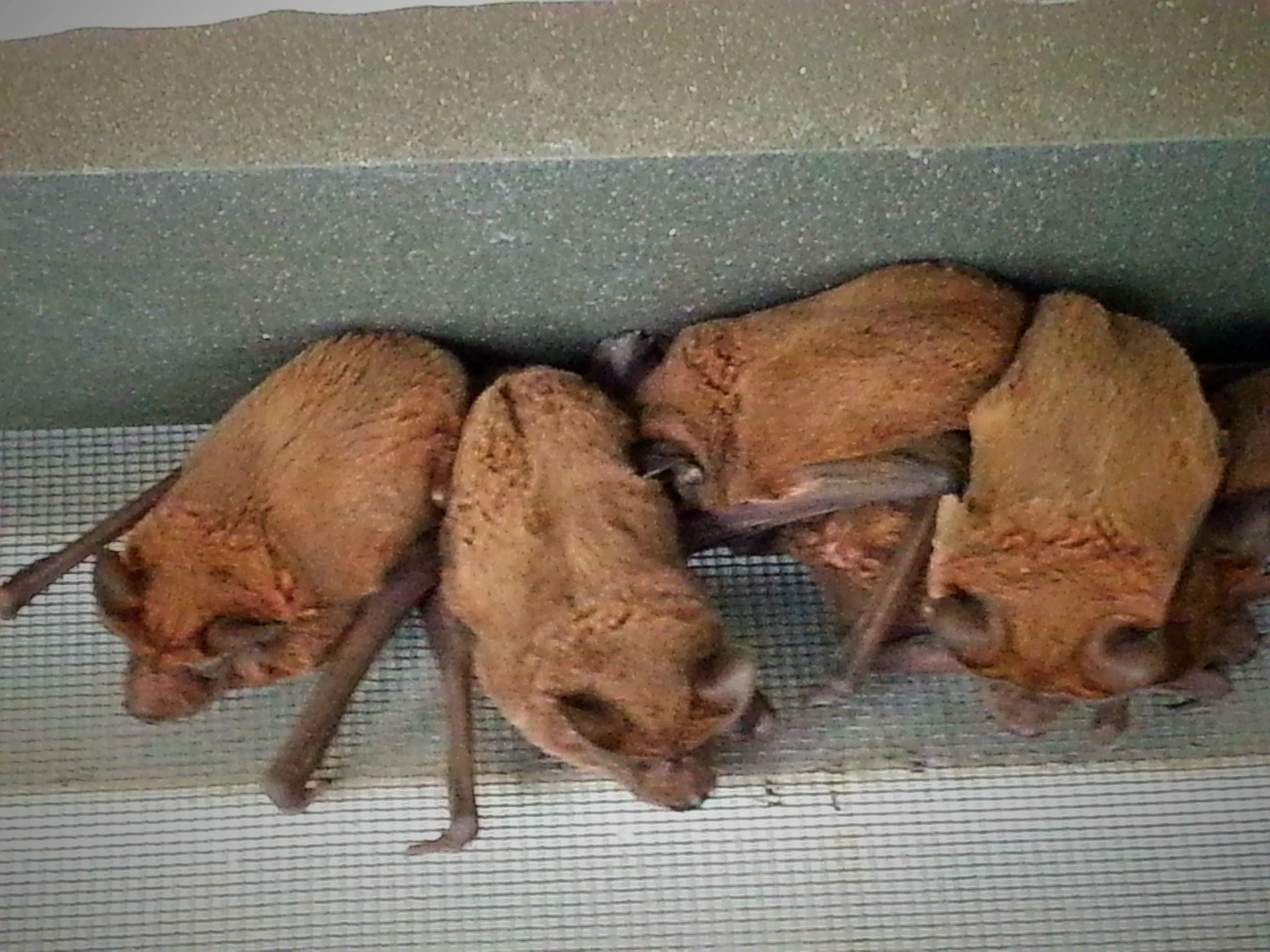 American Bat Removal - Bat Problems, Exterminate, Animal Control