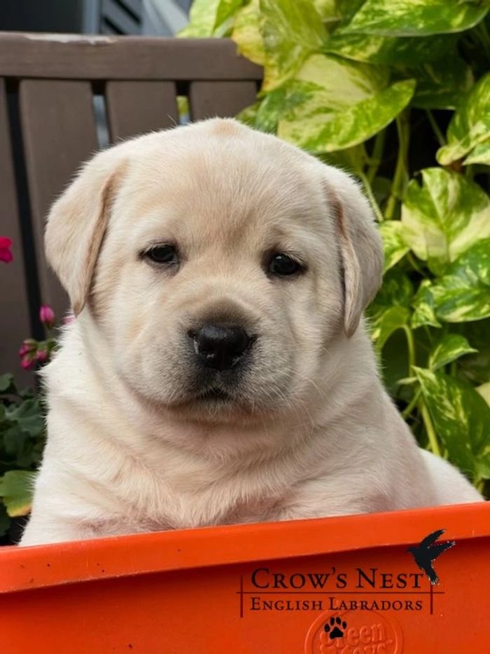 Gulf Coast Labradors - Labrador Puppies