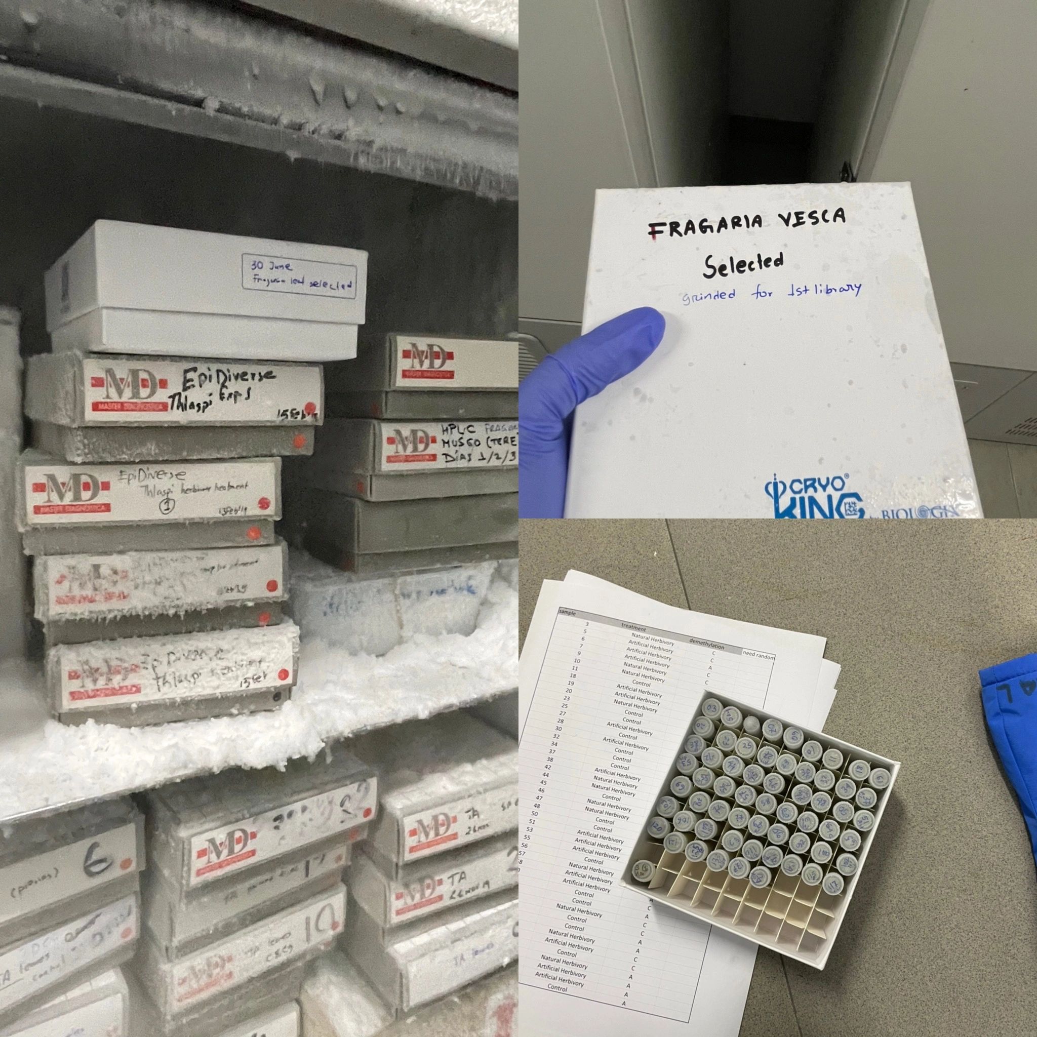 Wet Lab Molecular Techniques