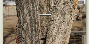 Martin Tree Service, LLC |Tree Service Hartland, Howell, Brighton | 517 ...