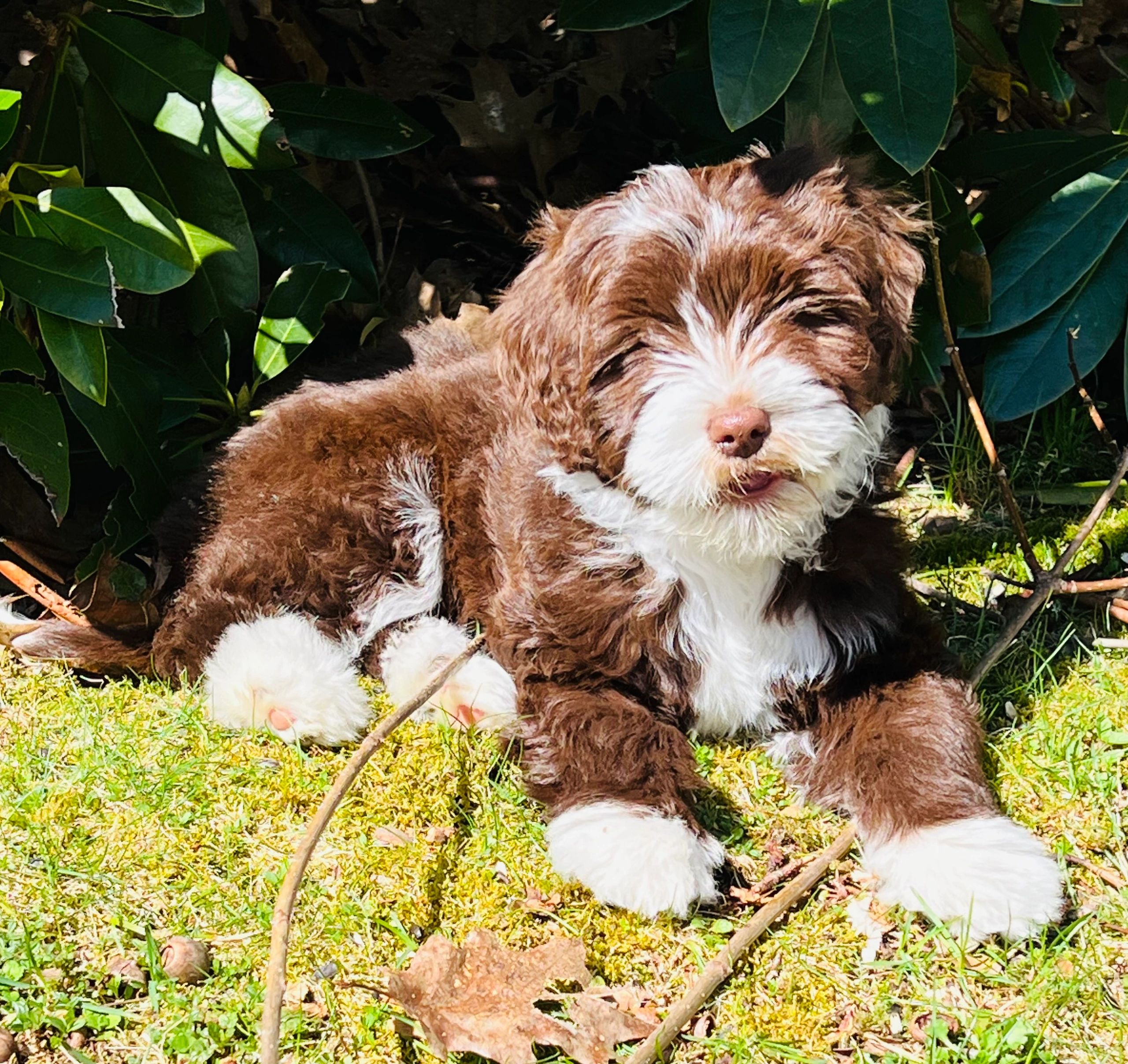 Find the Perfect Doodle Puppies at High Tide Goldendoodles