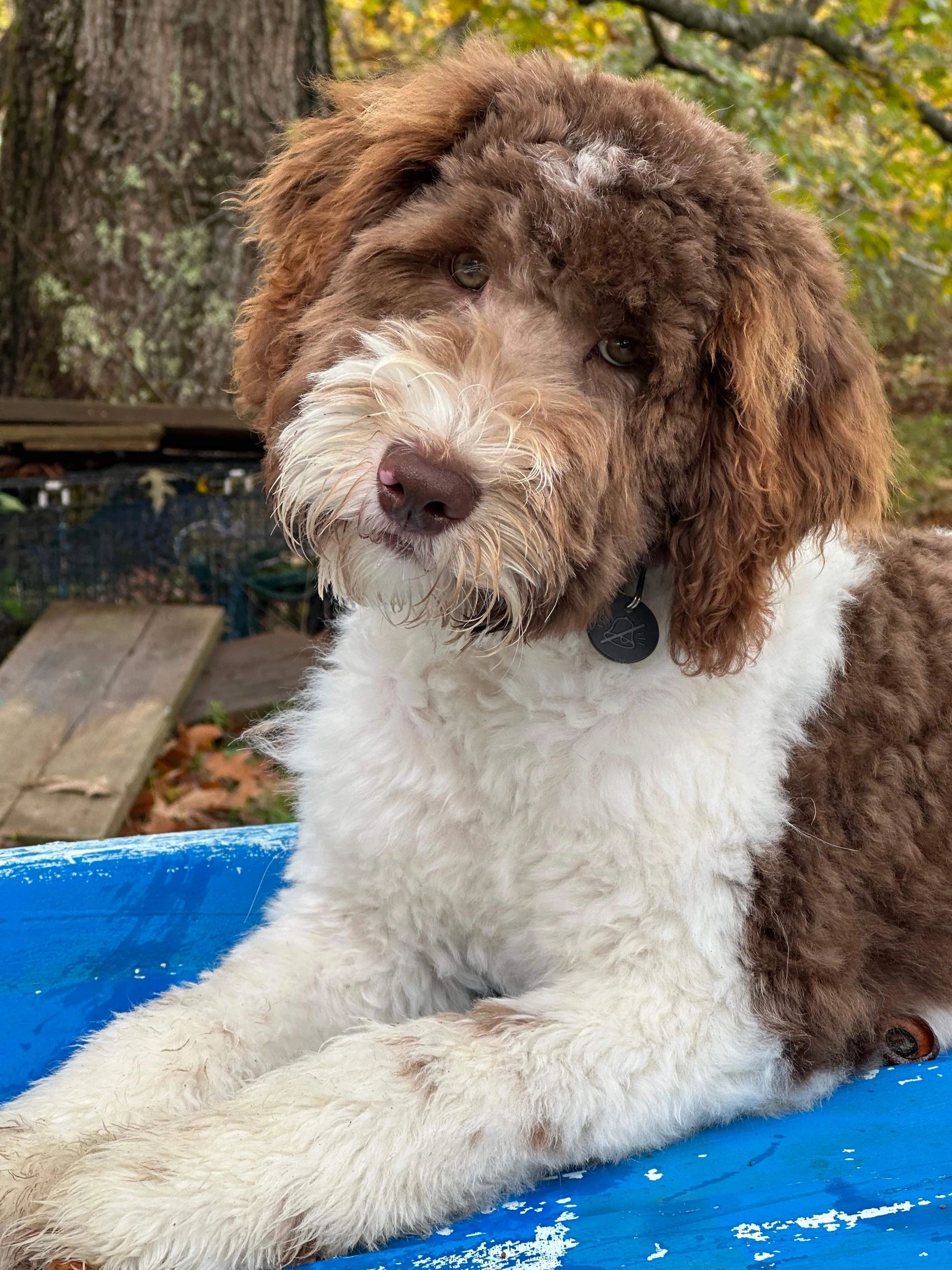 Find the Perfect Doodle Puppies at High Tide Goldendoodles