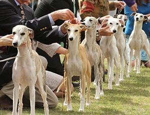 Why Show Grooming Is Important To Pet Groomers