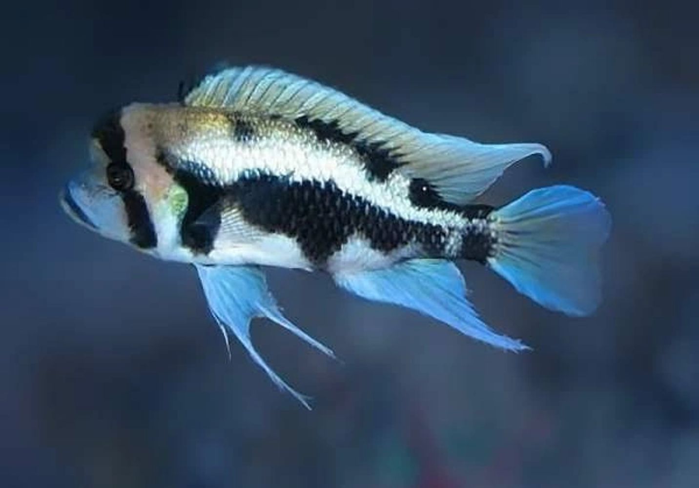 Urban Aquariums - Fish, Aquarium Supply, Freshwater Fish, Fish