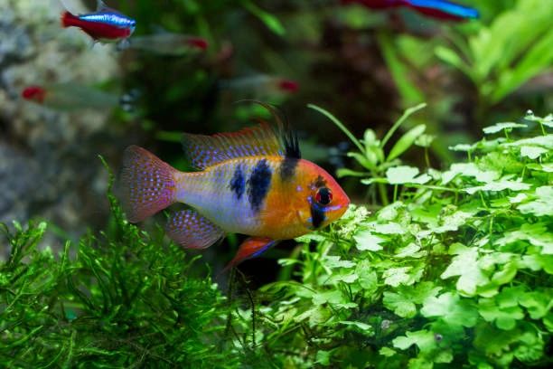 Urban Aquariums - Fish, Aquarium Supply, Freshwater Fish, Fish