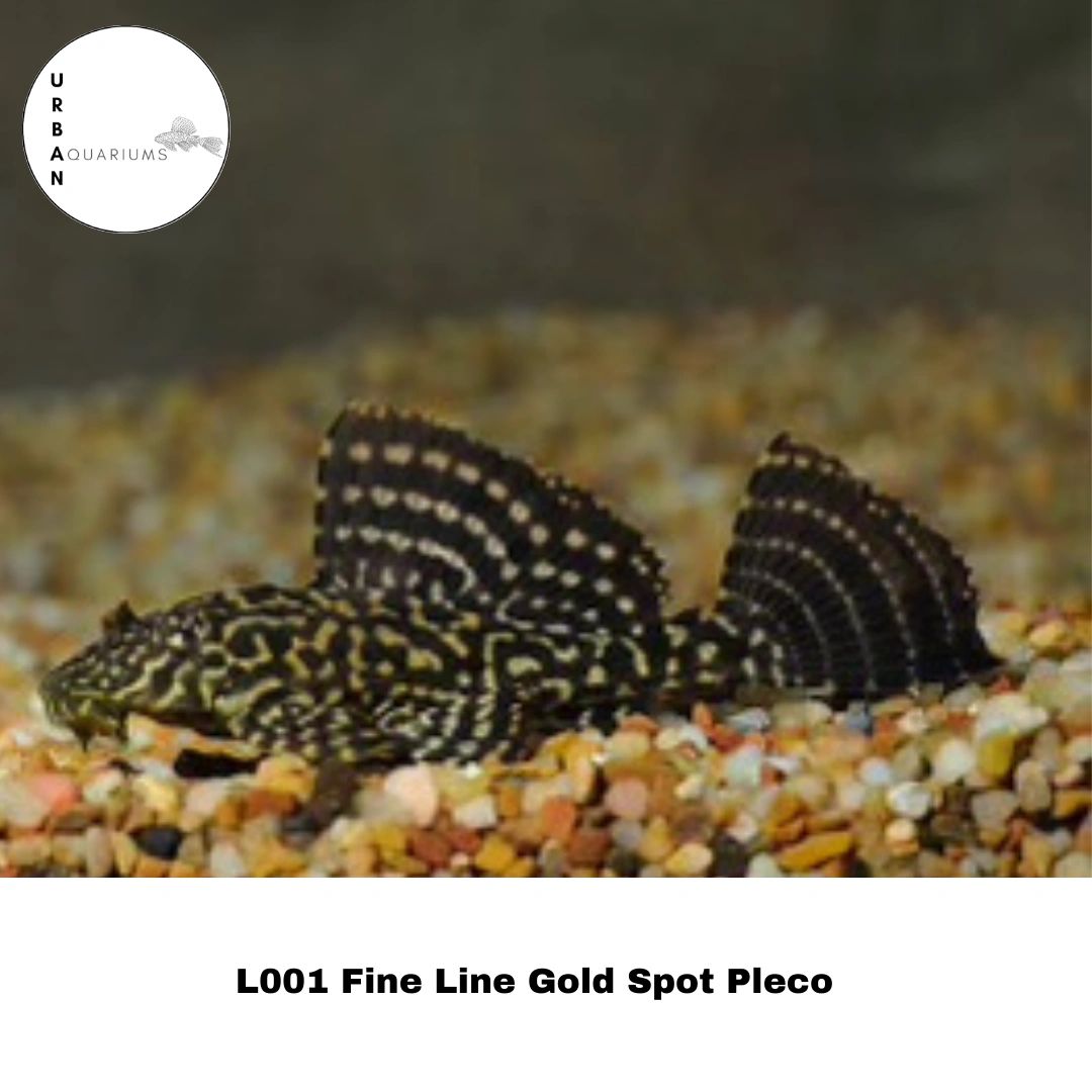 L001 Fine Line Gold Spot Pleco