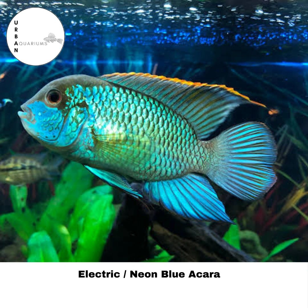 Electric (Neon) Blue Acara (Andinoacara pulche)