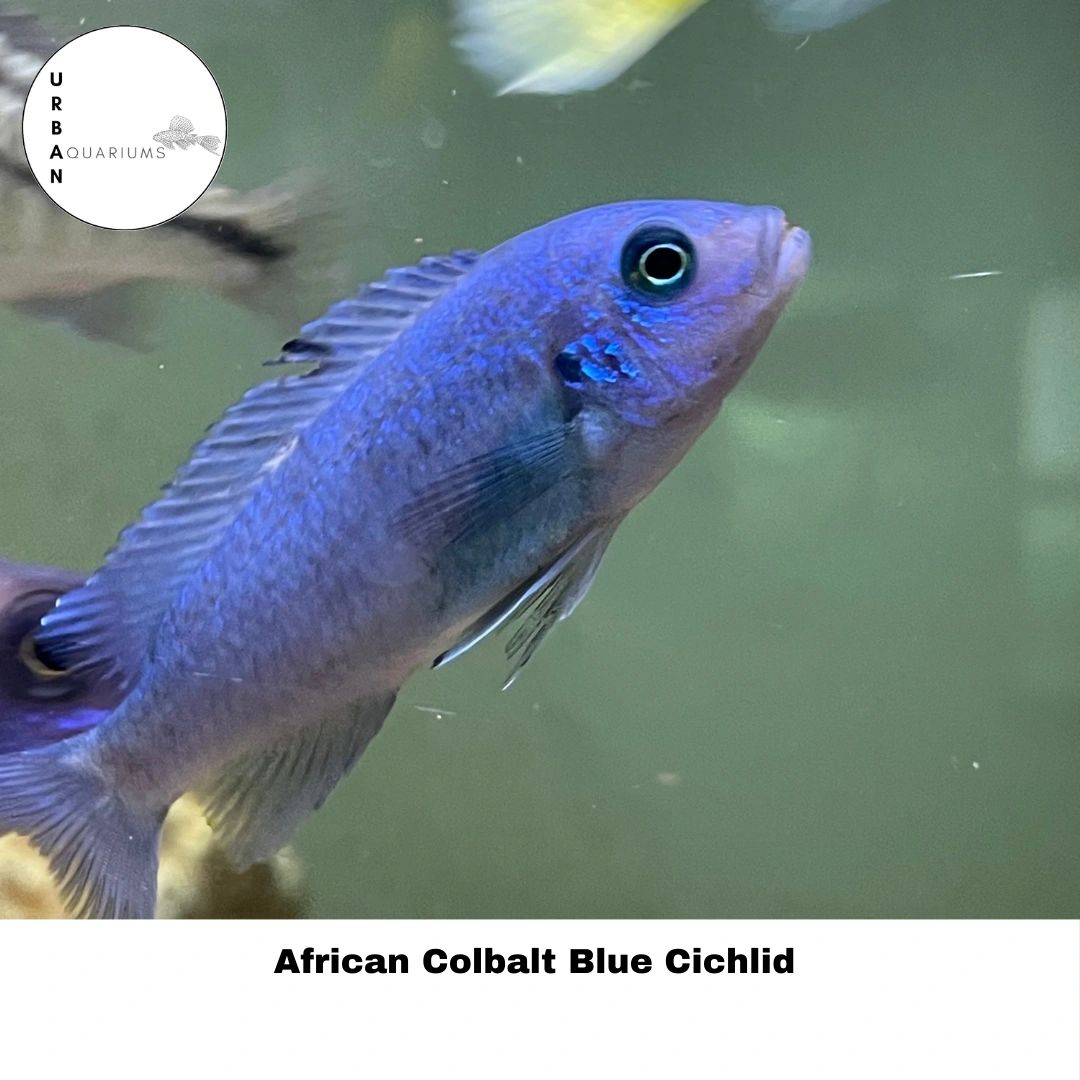 African Colbalt Blue Zebra (Metriaclima callainos)