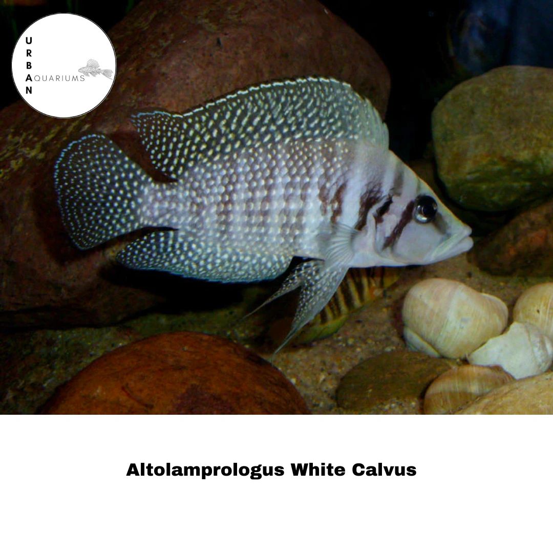 Altolamprologus White Calvus