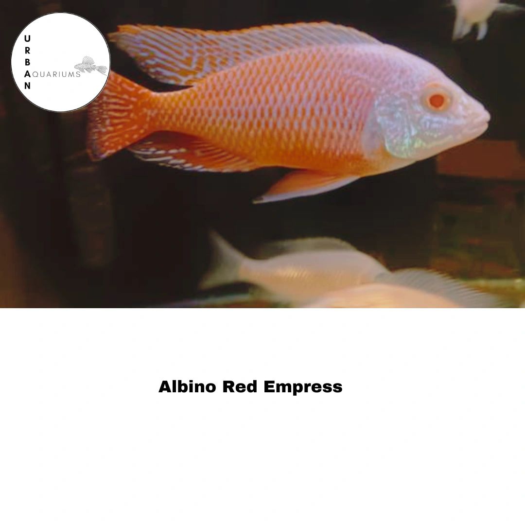 Albino Red Empress (Protomelas Taeniolatus)