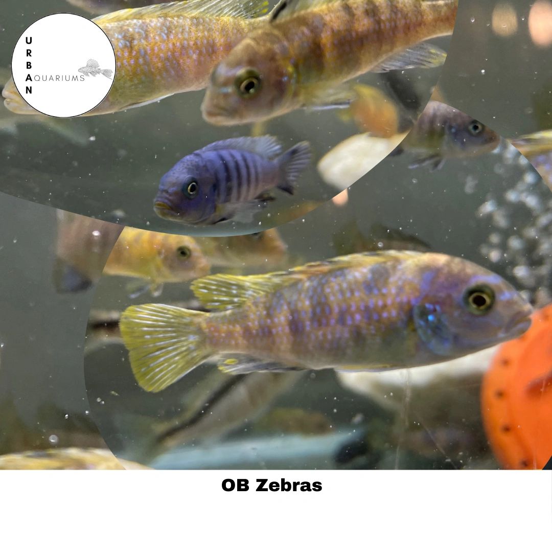 OB Zebra Cichlid