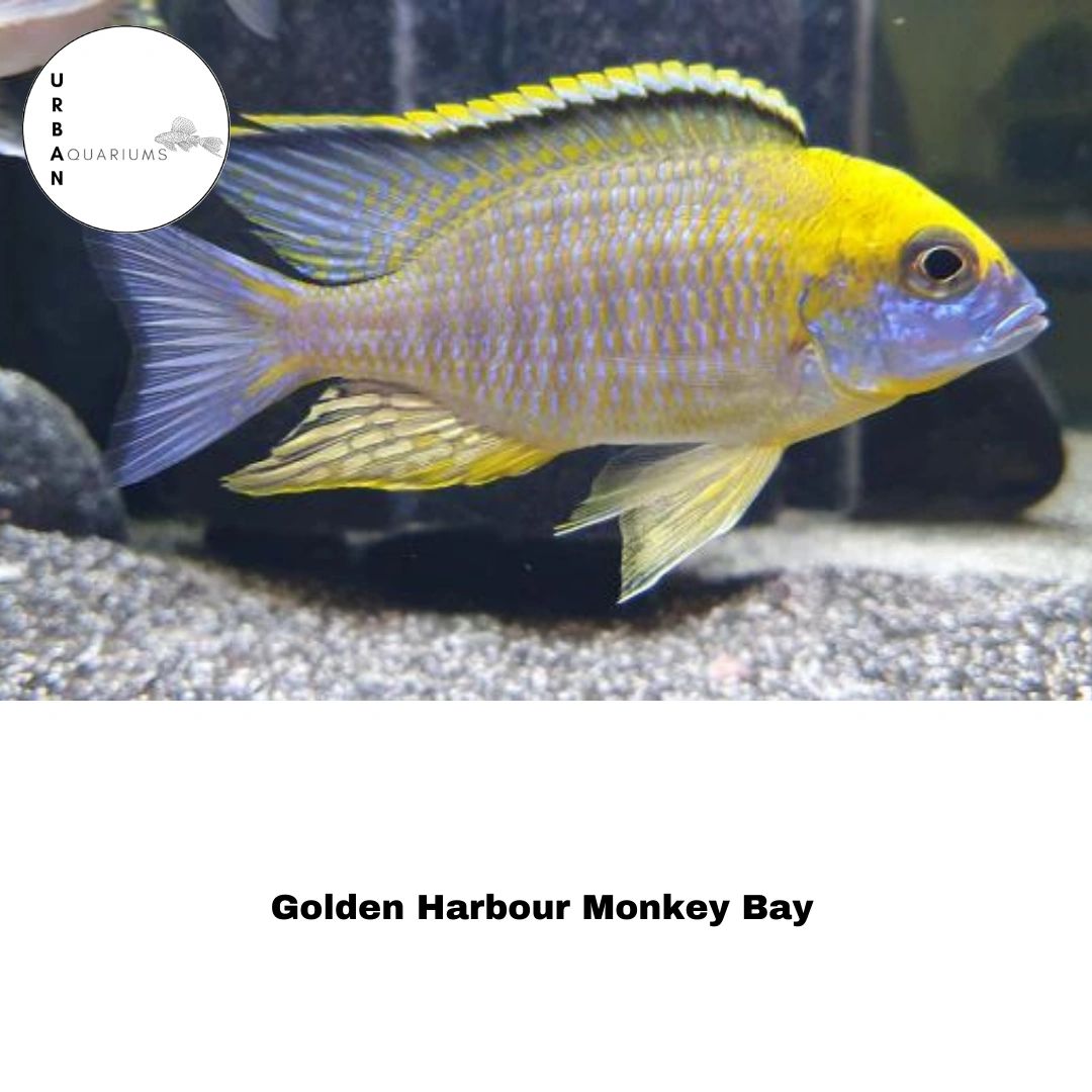 Gold Harbour Monkey Bay
