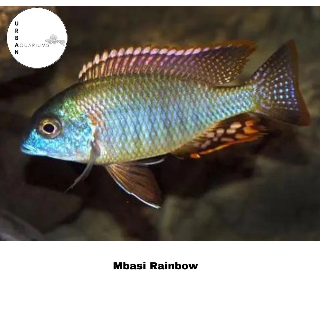 Mbasi Rainbow