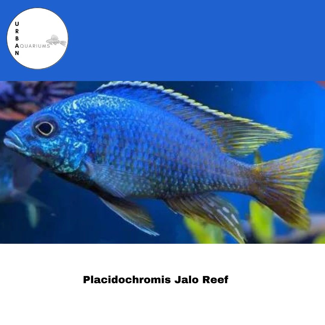 Placidochromis Jalo Reef