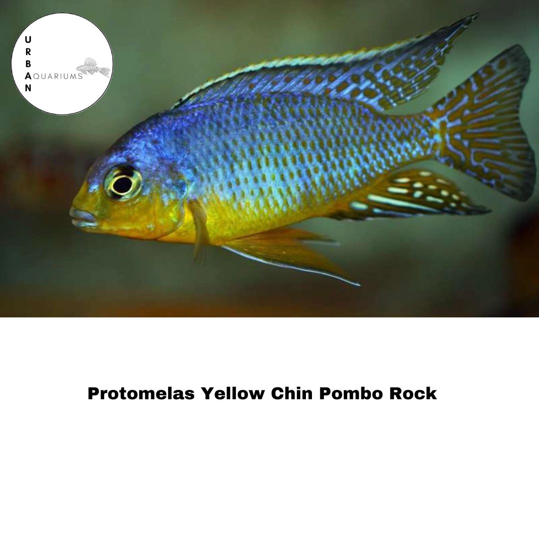 Protomelas Yellow Chin Pombo Rock