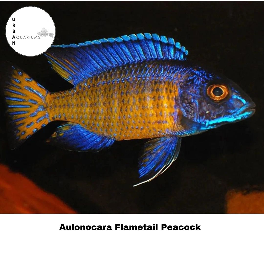 Aulonocara Flametail Peacock