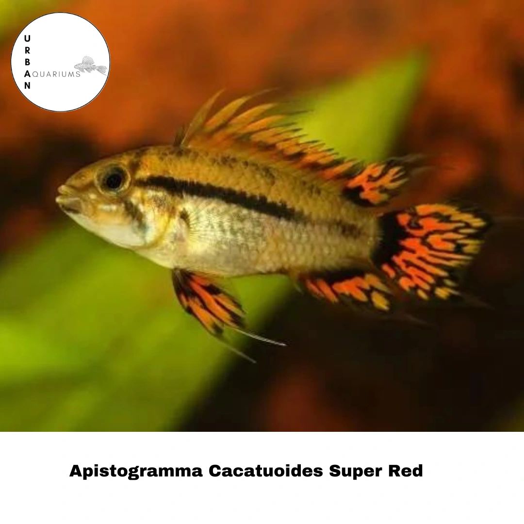 Apistogramma Cacatuoides Super Red (4cm)