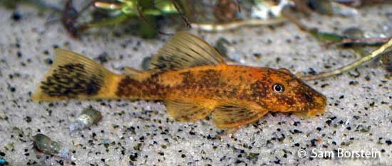 Super Red Calico Bristlenose Pleco